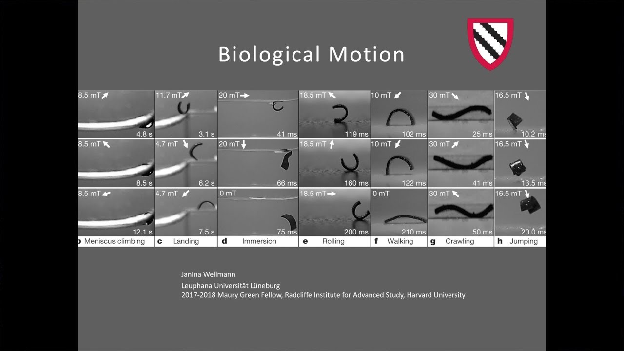 Biological Motion | Janina Wellmann || Radcliffe Institute - YouTube