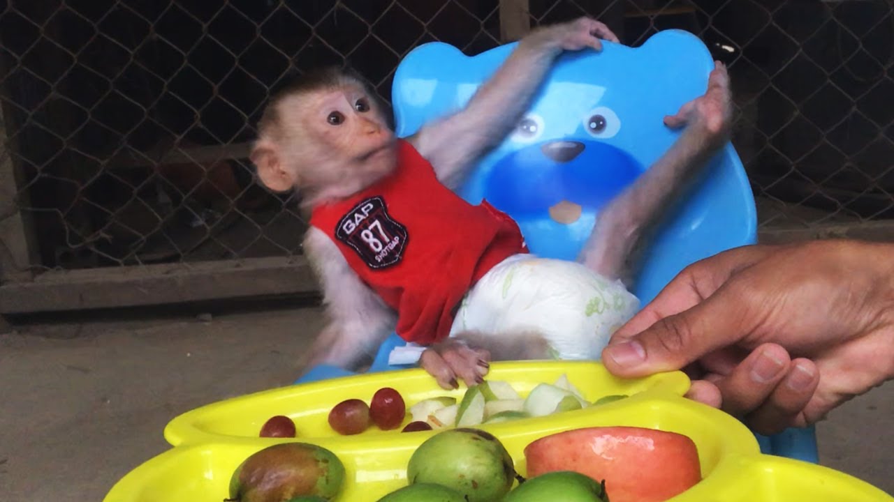 Wow...Bossy Boy! Monkey Abbey Arrogantly Eating Fruits In The Morning ...
