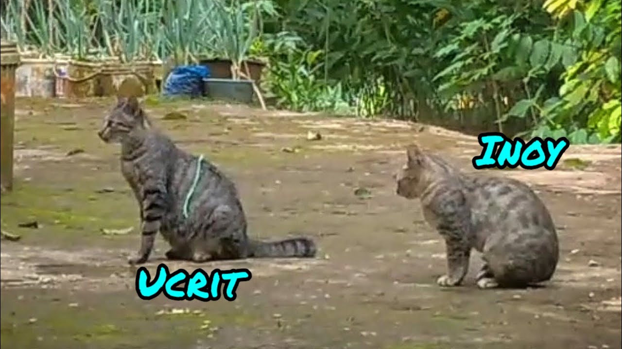 Ucrit ließ Inoy allein - YouTube