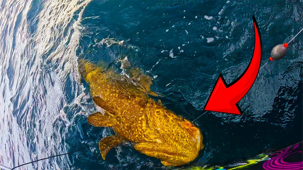 MASSIVE GOLIATH GROUPER WHILE LIVE STREAMING! *Catch N' Cook!* - YouTube