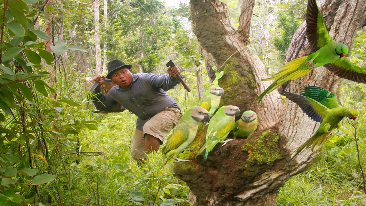 Parrots run to lay eggs #birds #funnyanimals #nature #funnypets # ...
