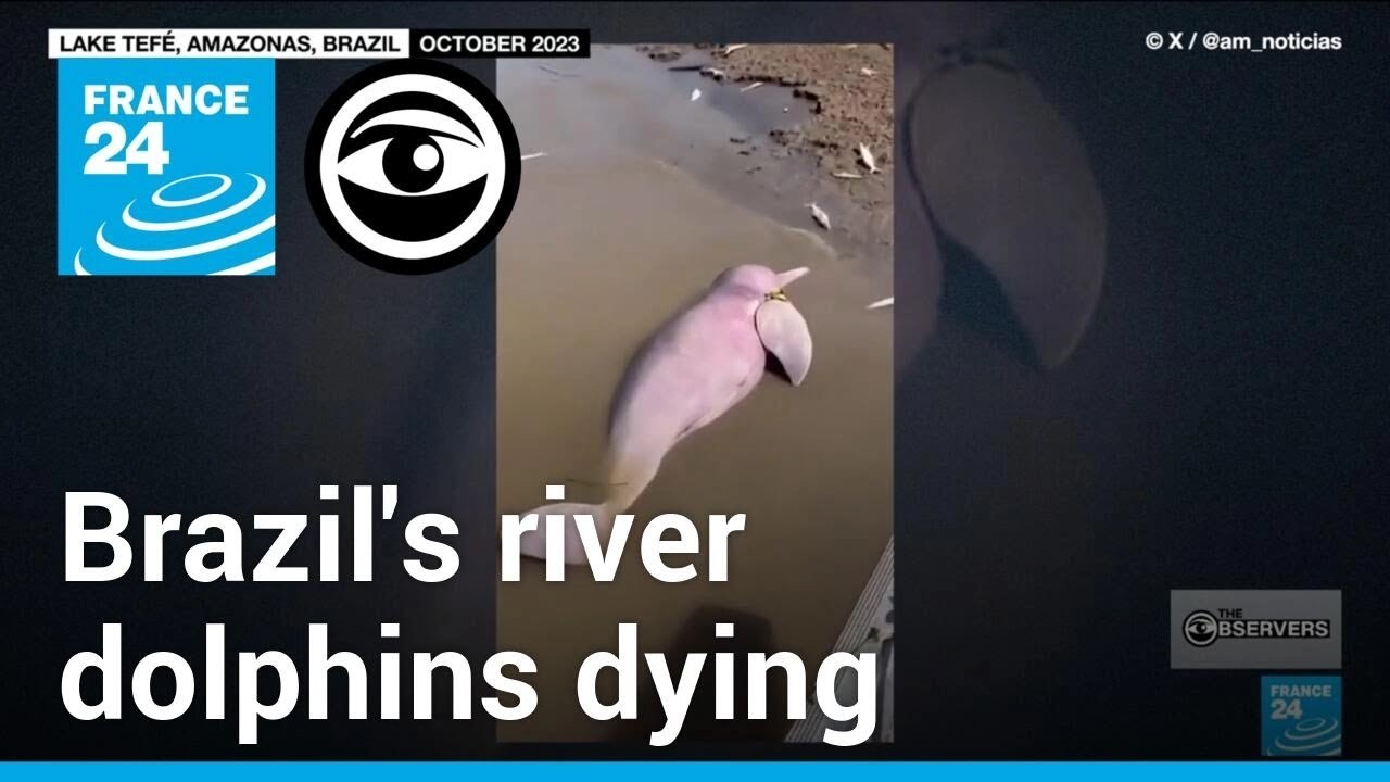 Record draught killing river dolphins in the Brazilian Amazon • The ...