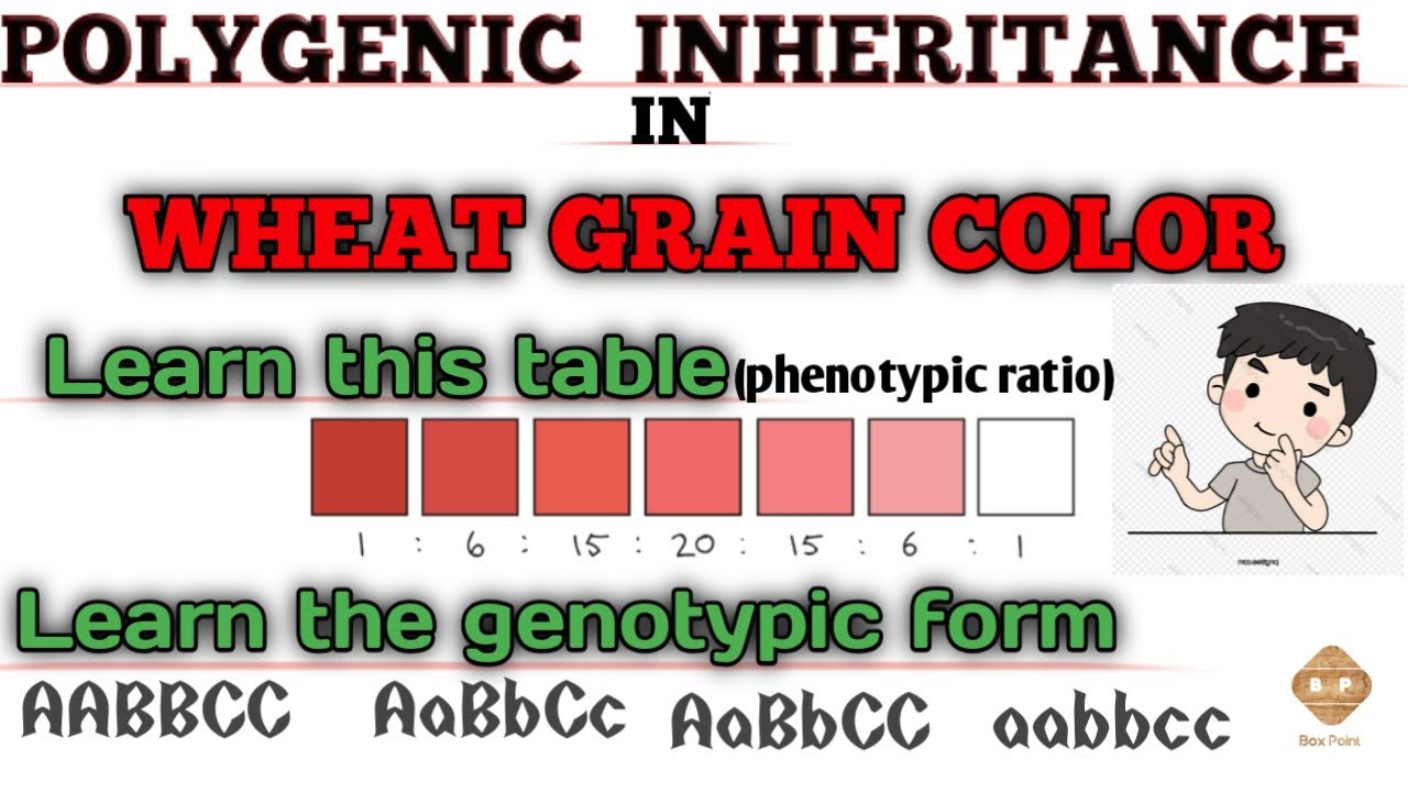Polygenic inheritance in wheat grain color - YouTube
