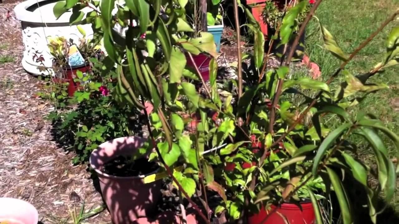 Fruits and Vegetables Conversation with Chacha - YouTube