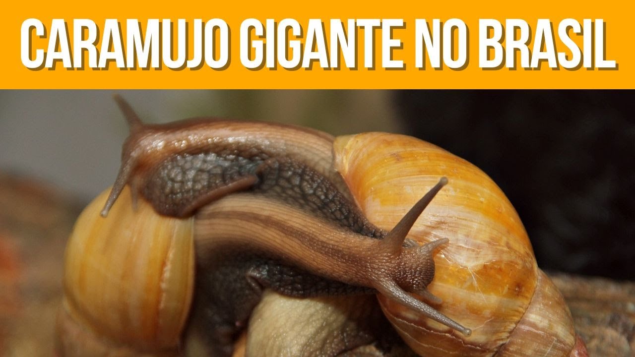 Caramujo gigante africano, Achatina fulica, como se tornou praga no ...