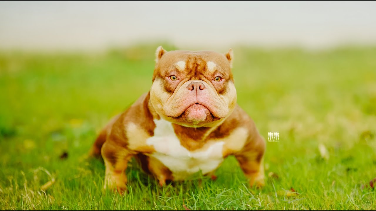 Exotic bully-Veneno daughter - YouTube