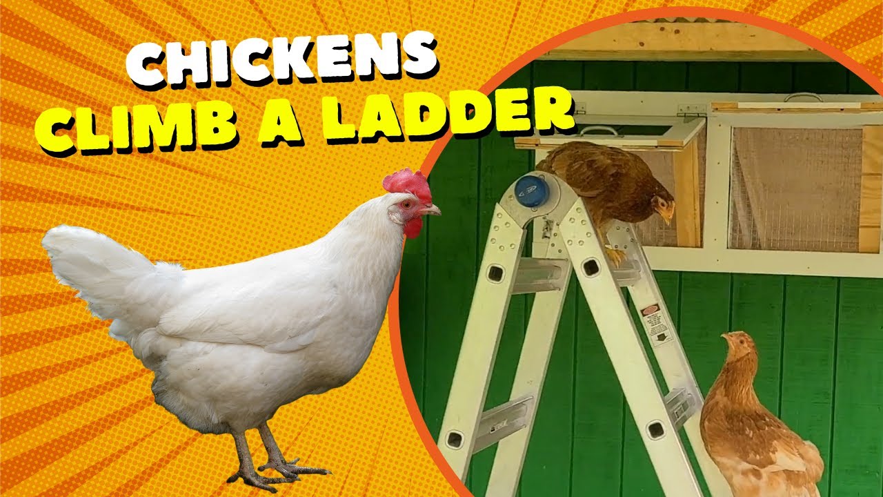 Chickens climb a ladder - YouTube