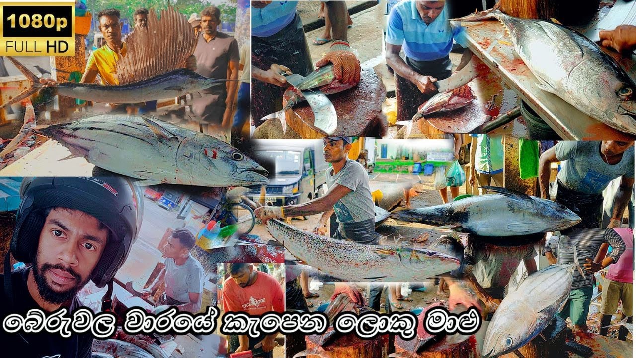 බේරුවල වාරයේ කැපෙන ලොකු මාළු | Beruwala harbour big fish cutting ...