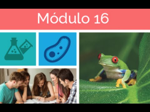 Módulo 16 Semana 1 - YouTube