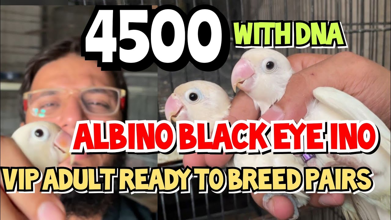 Albino Black Eye Split Ino | Vip Adult Pairs Ready to Breed DNA tested ...