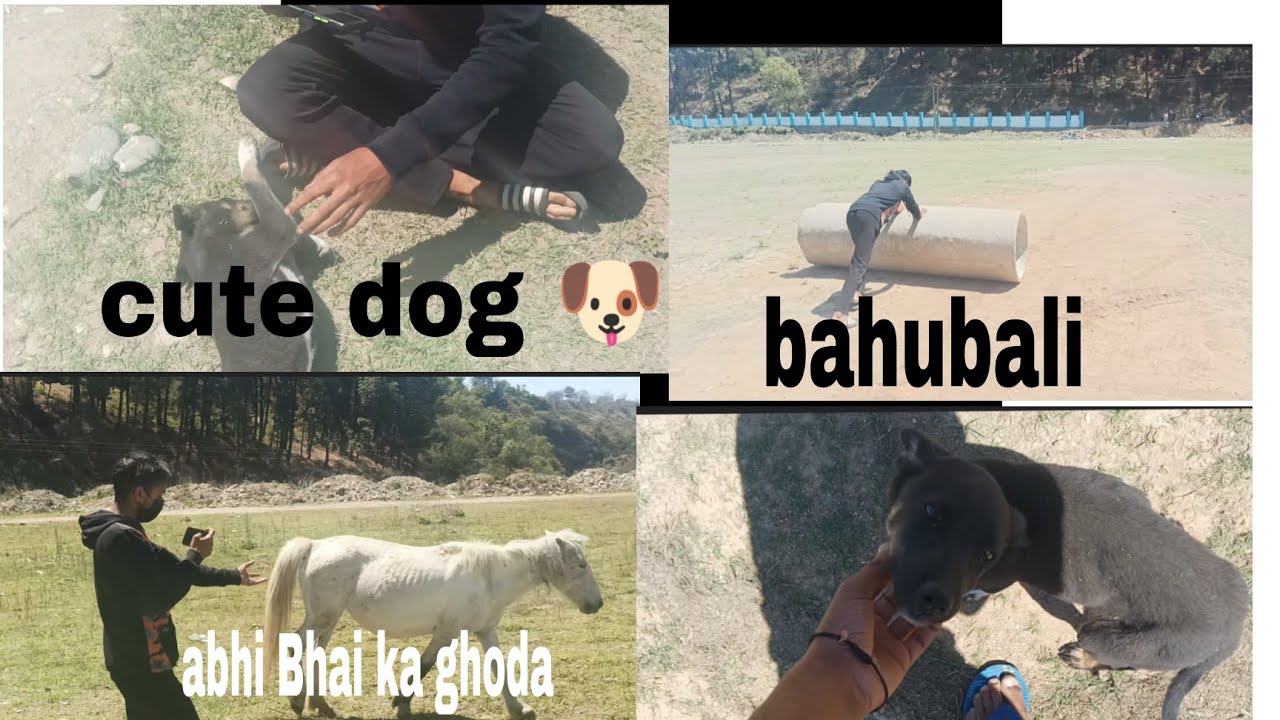 Funny vlog😂 phari funny video #cute dog#viralvideo pulsur 220 ride ...