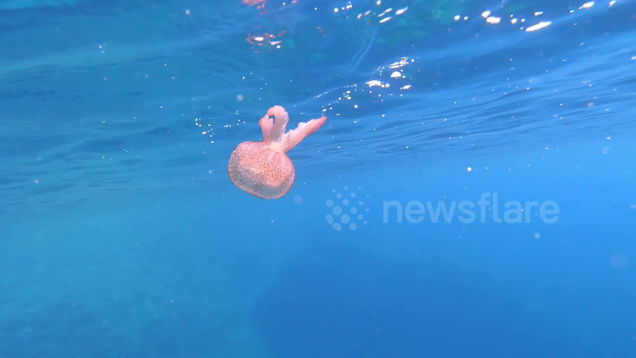 Moment jellyfish goes for a spin after wrapping itself around bubble ...