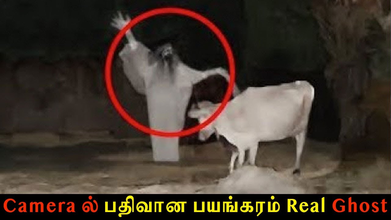 Scary Ghost videos Part 16 | real ghost videos | Tamil | Back to rewind ...