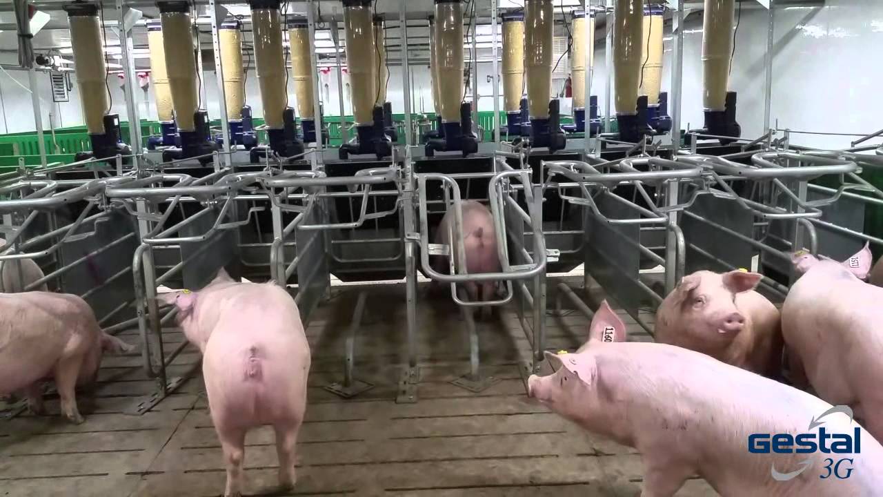 INSIDE A 2800 SOWS UNIT | AUTOMATED FARMING SYSTEM - YouTube