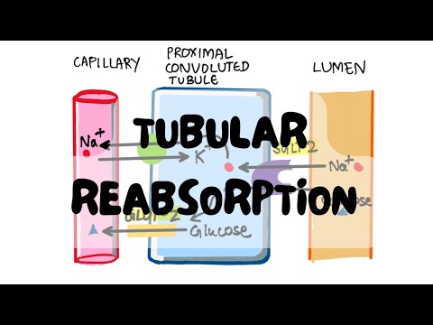 Sodium, Water & Glucose Reabsorption for 1st MBBS| Renal Physiology | Lectures by Omer