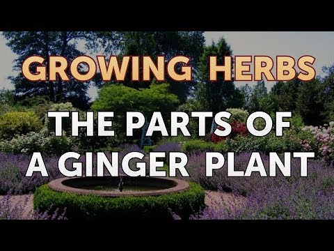 The Parts of a Ginger Plant - YouTube