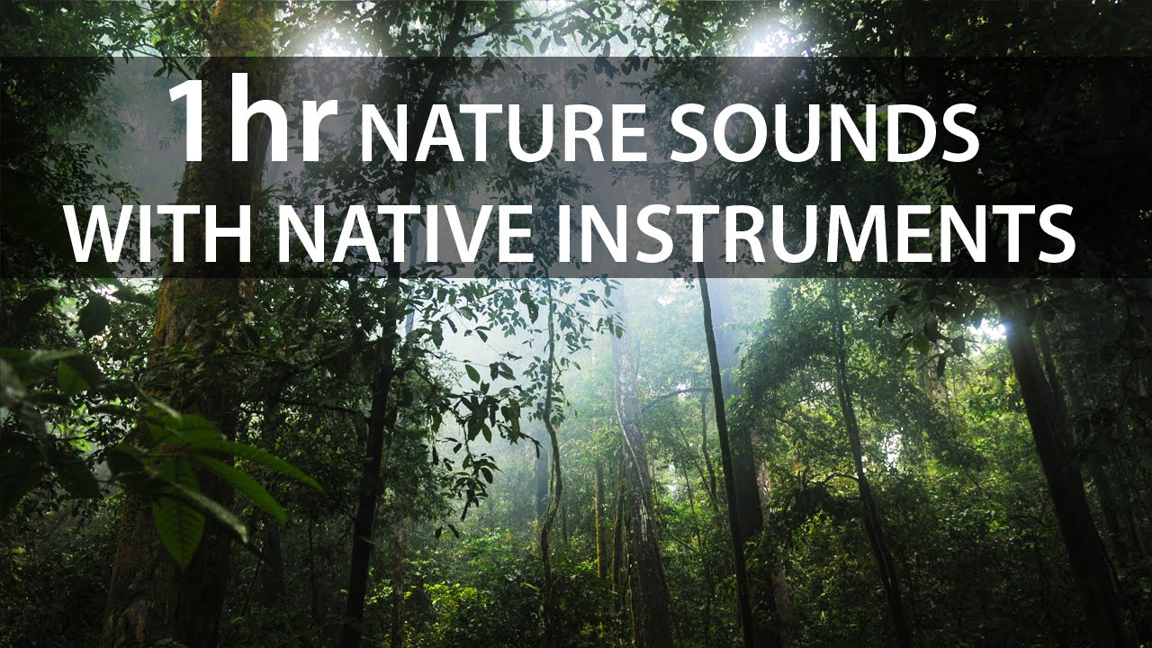 1hr jungle nature sounds & native instruments 🎧 - YouTube