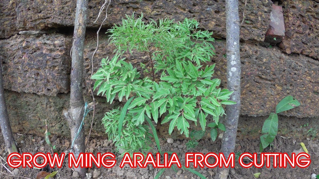 How to Grow Ming Aralia Tree from Cutting? - YouTube