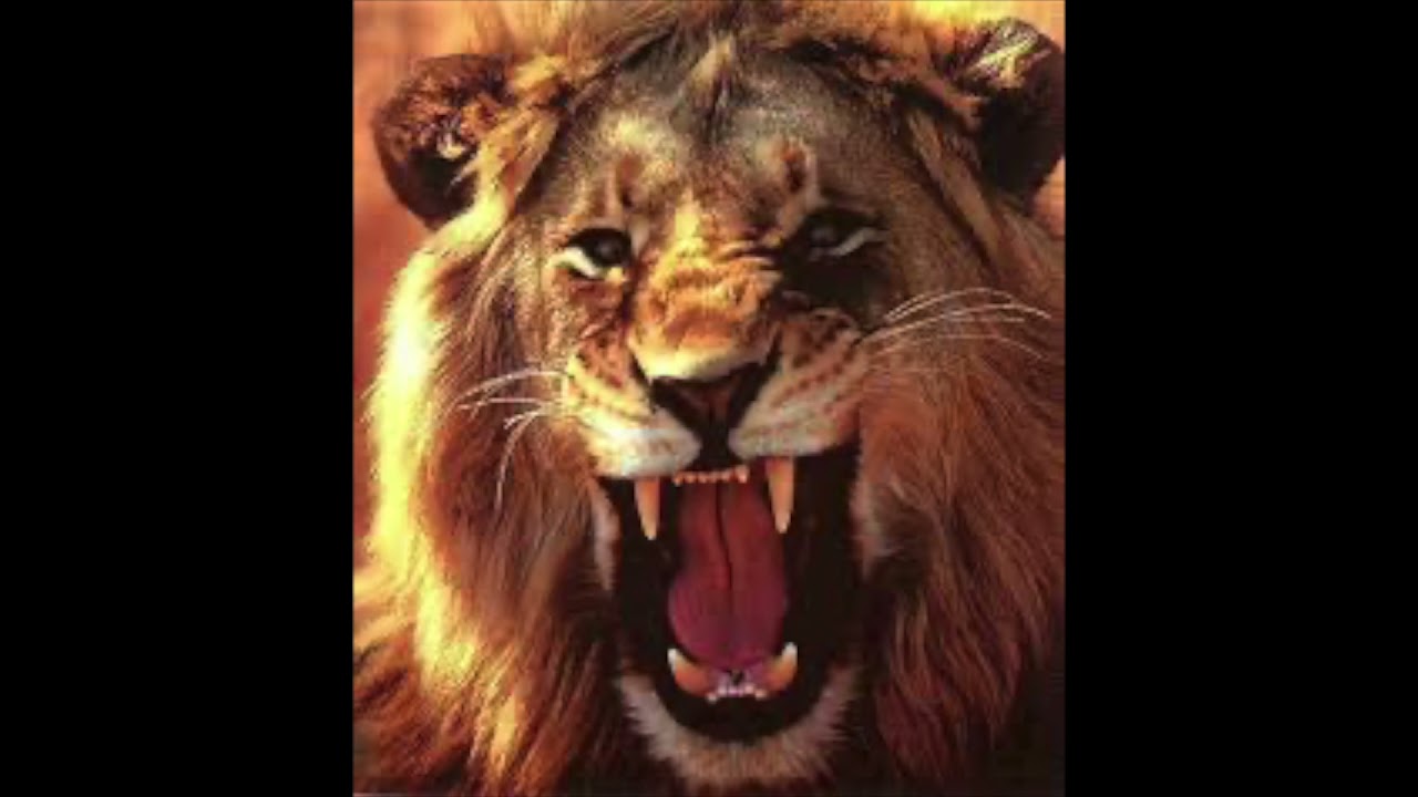 lion roar sound effect HD 1080p - YouTube