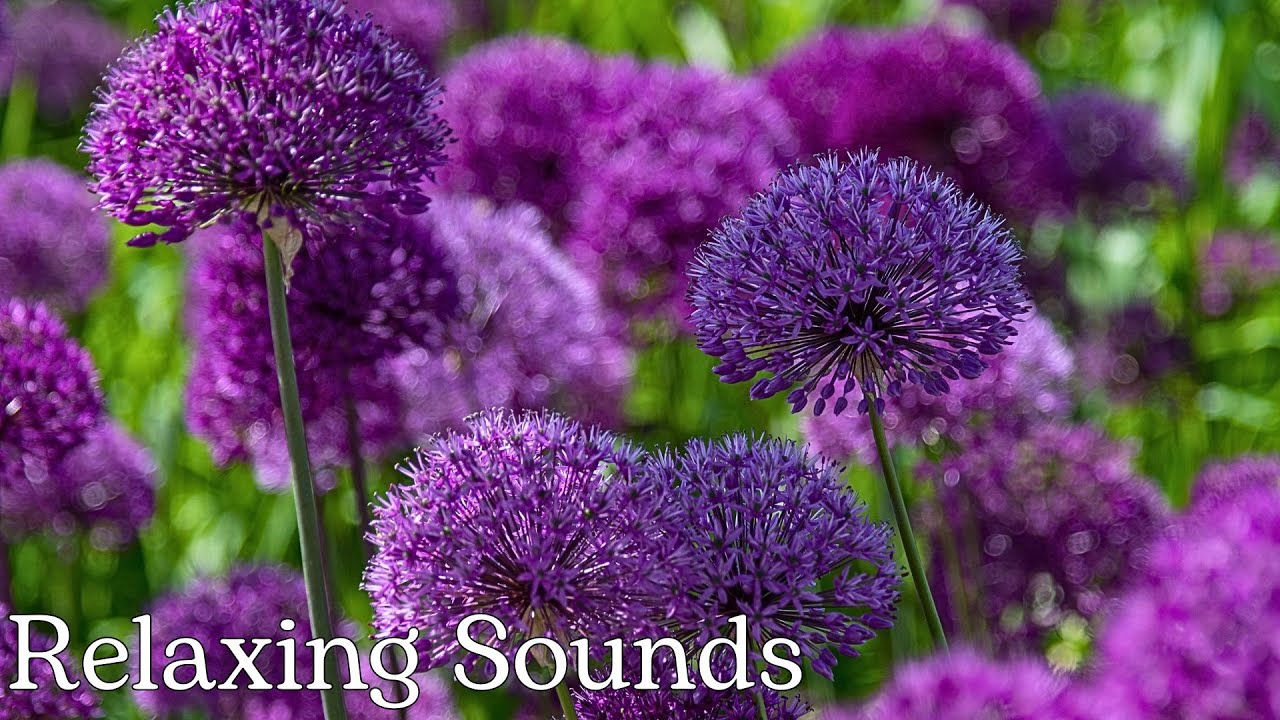 Peaceful Celtic Relaxing Instrumental Music, Meditation Music in 4k ...