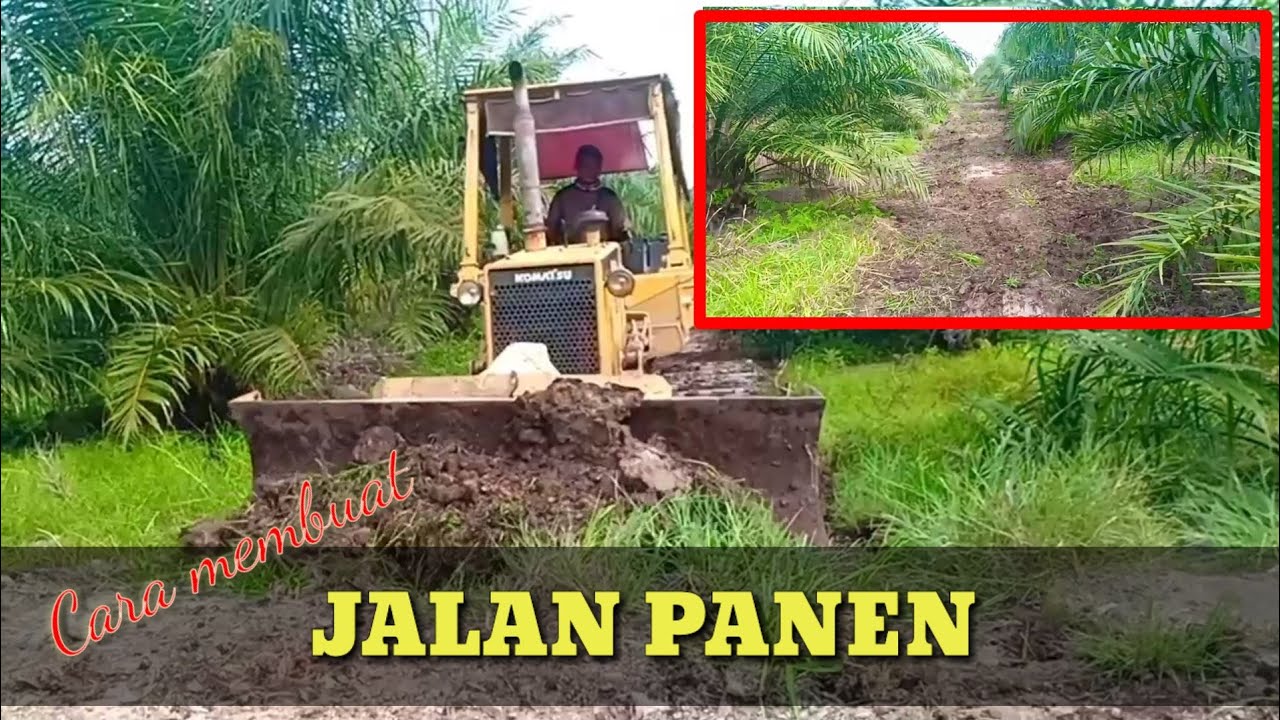 Cara membuat Jalan Panen atau Pasar pikul menggunakan alat berat ...