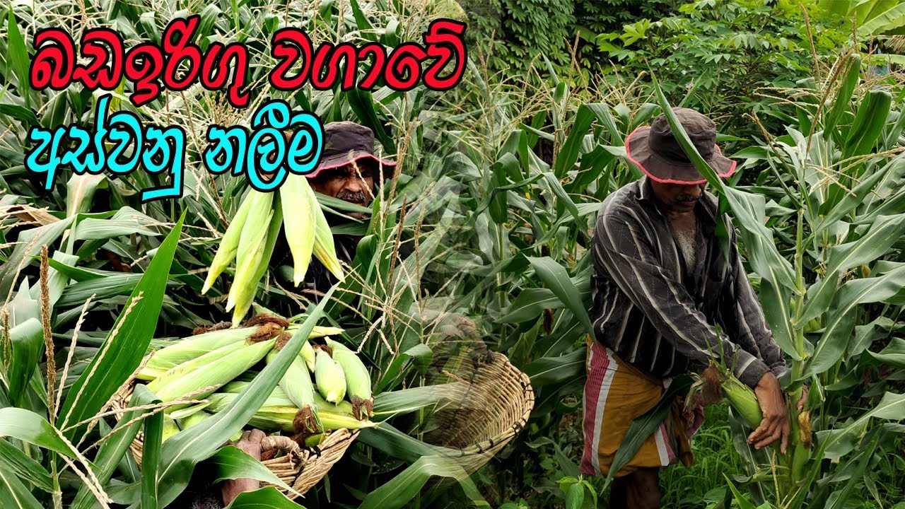 බඩ ඉරිගු වගාවේ අස්වනු නෙළීම | bada irigu wagawa mula sita | Corn ...