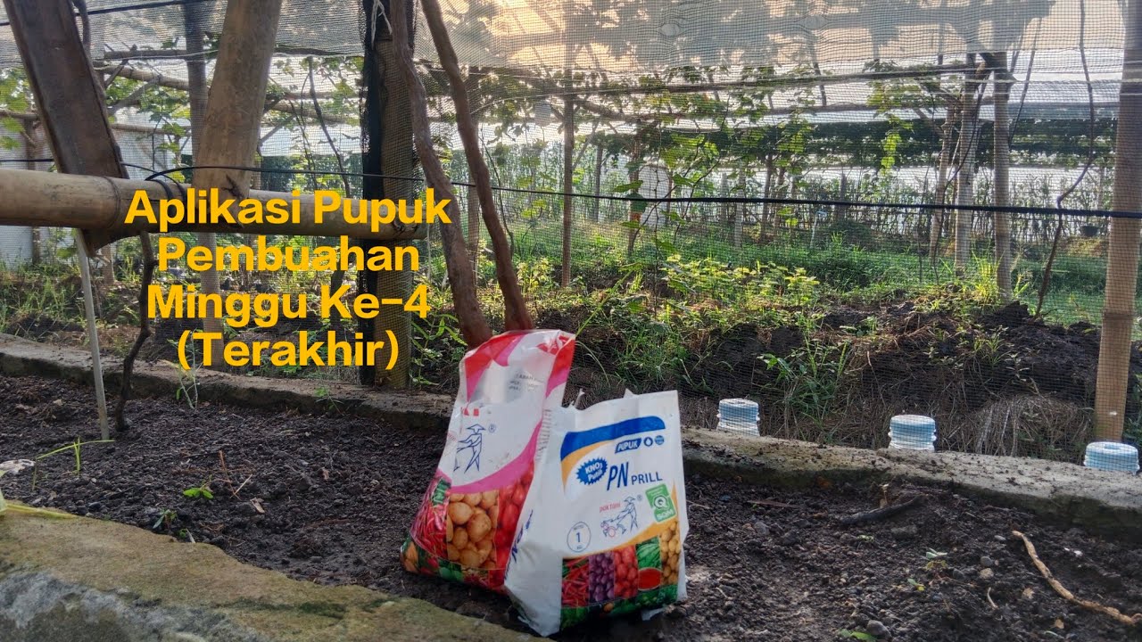 Pupuk Persiapan Pruning Pembuahan Anggur Jupiter Sistem Trelis Minggu