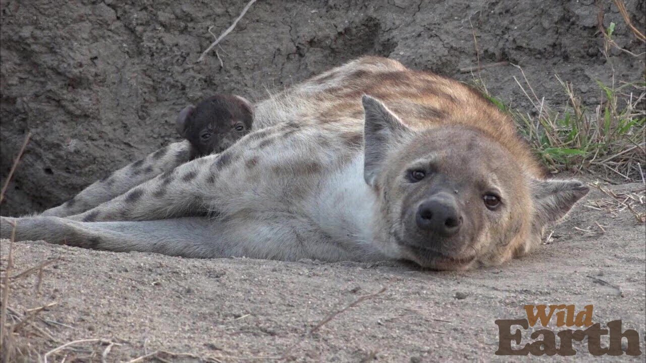 A tiny hyena yawn - YouTube