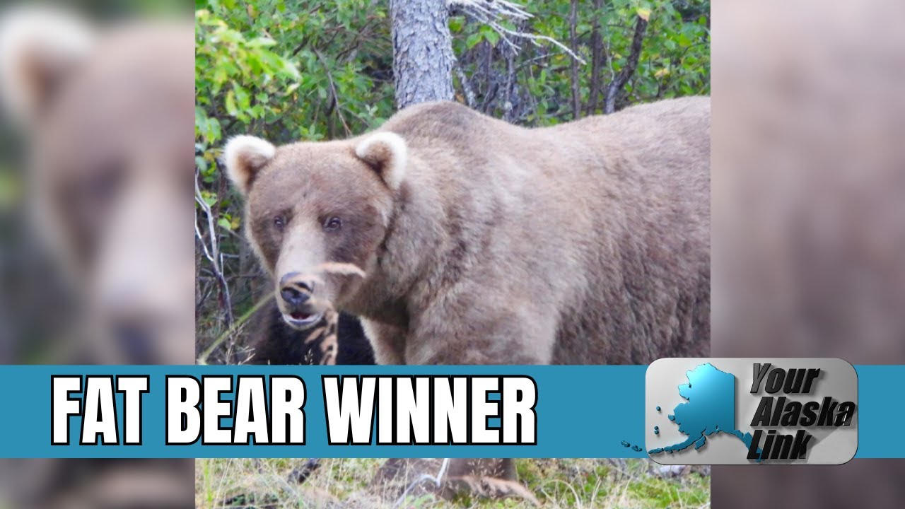 Grazer the Mama Bear Crowned Fat Bear Week Champion Again! - YouTube