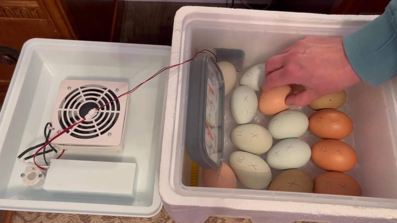 Dry Hatch Incubating Chicken Eggs in a Small Styrofoam Incubator #video ...