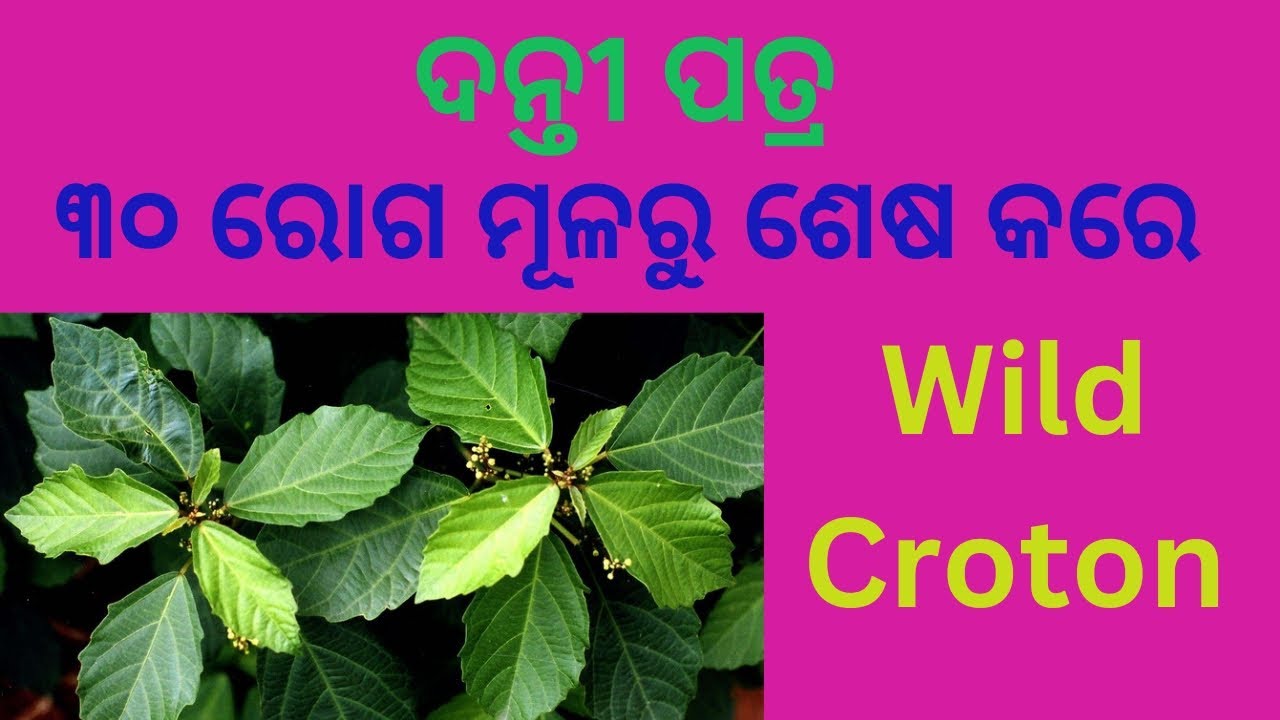 ଦନ୍ତୀ ପତ୍ର। ଦନ୍ତୀ ଗଛର ଔଷଧିୟ ଗୁଣ।Danti plant benefits in Odia ...
