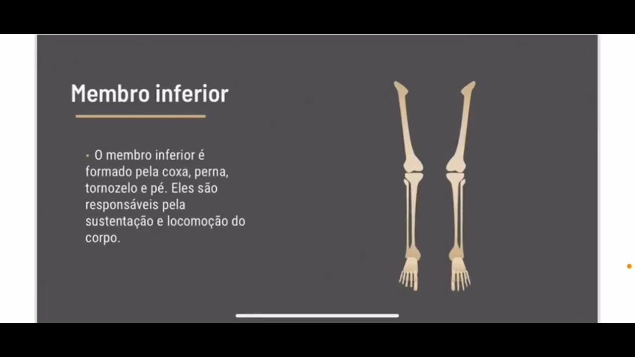 Sistema Apendicular - Trabalho de Anatomia - YouTube
