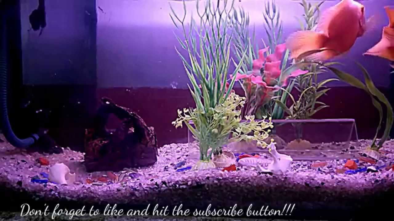 Feather Fish and Parrot Fish feeding together - YouTube