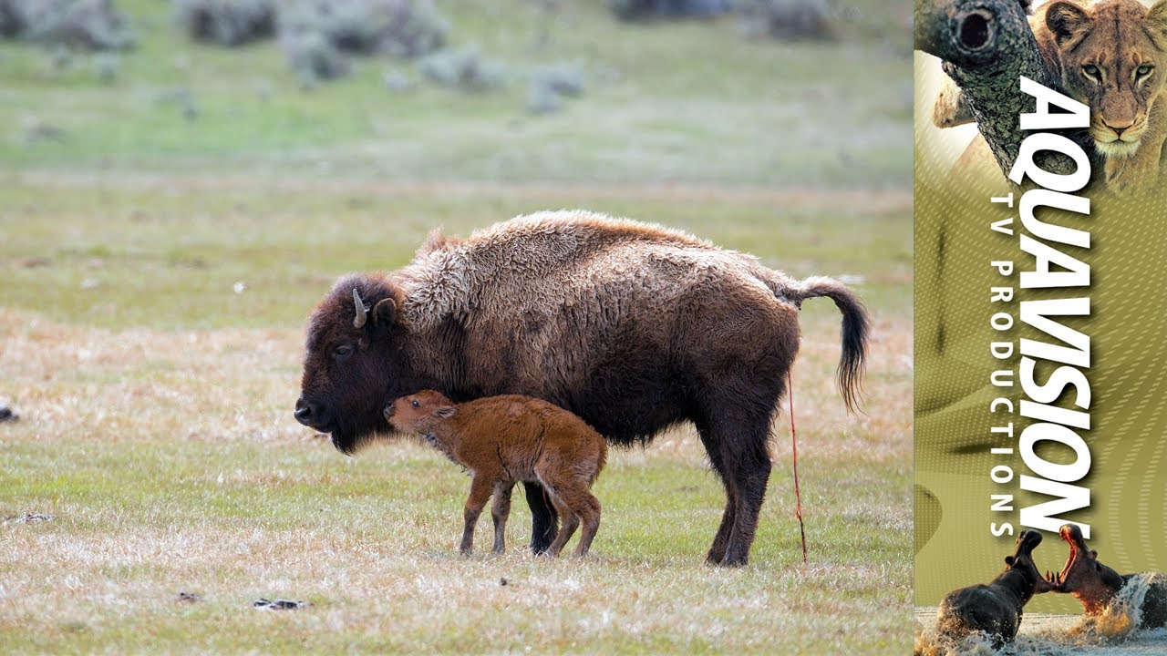 American Bison | 4K UltraHD Stock Footage - YouTube