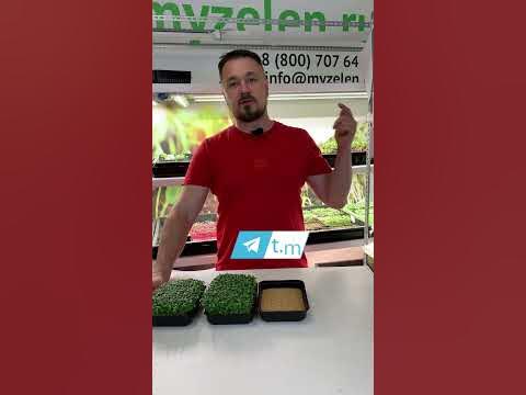 Клевер - Моя Зелень #микрозелень #зелень #microgreens #минифермер # ...