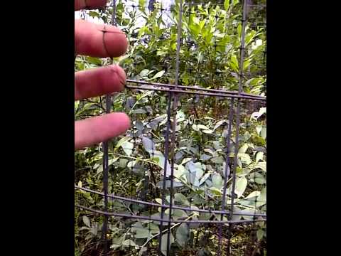 Caged Blueberry with Deer Fencing to Keep Birds Out - YouTube