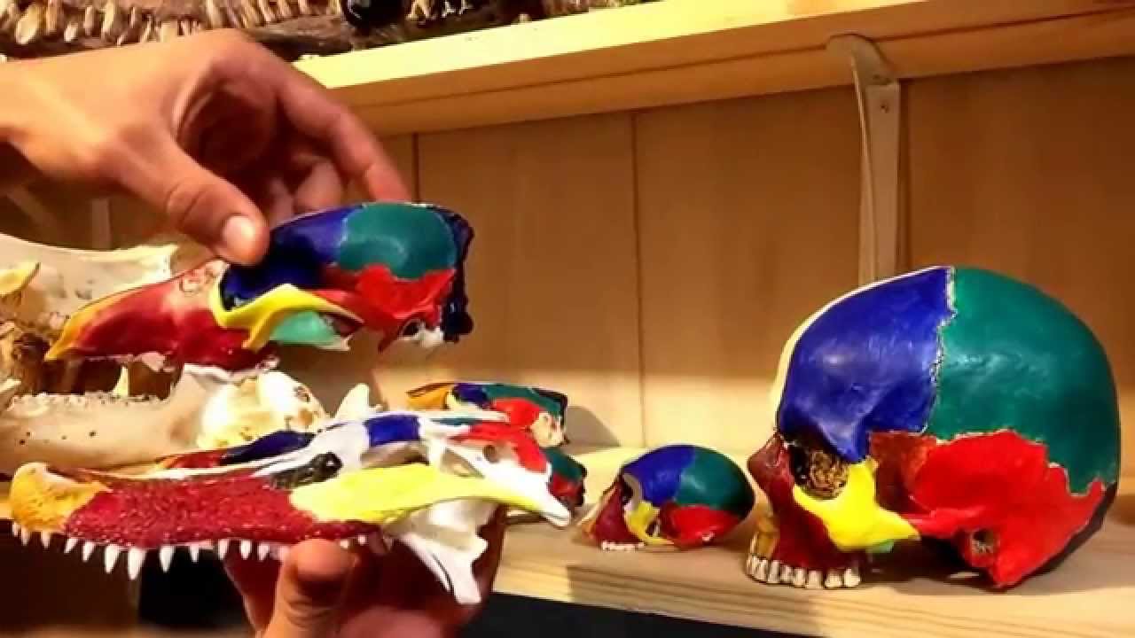 Human skull bones compared to other animals. - YouTube