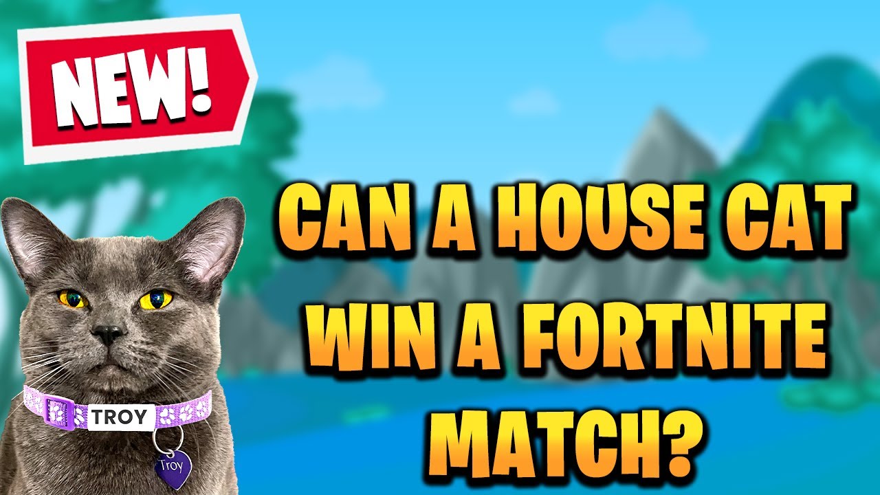 Can A House Cat Win a Fortnite Match? - YouTube