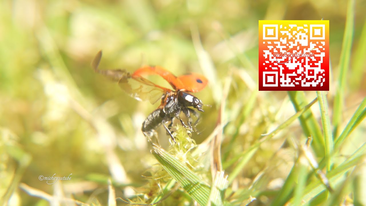 Macro Footage A Lady Bird - YouTube