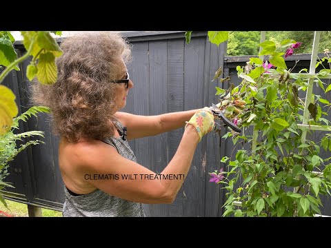 CLEMATIS WILT AND HOW TO TREAT !