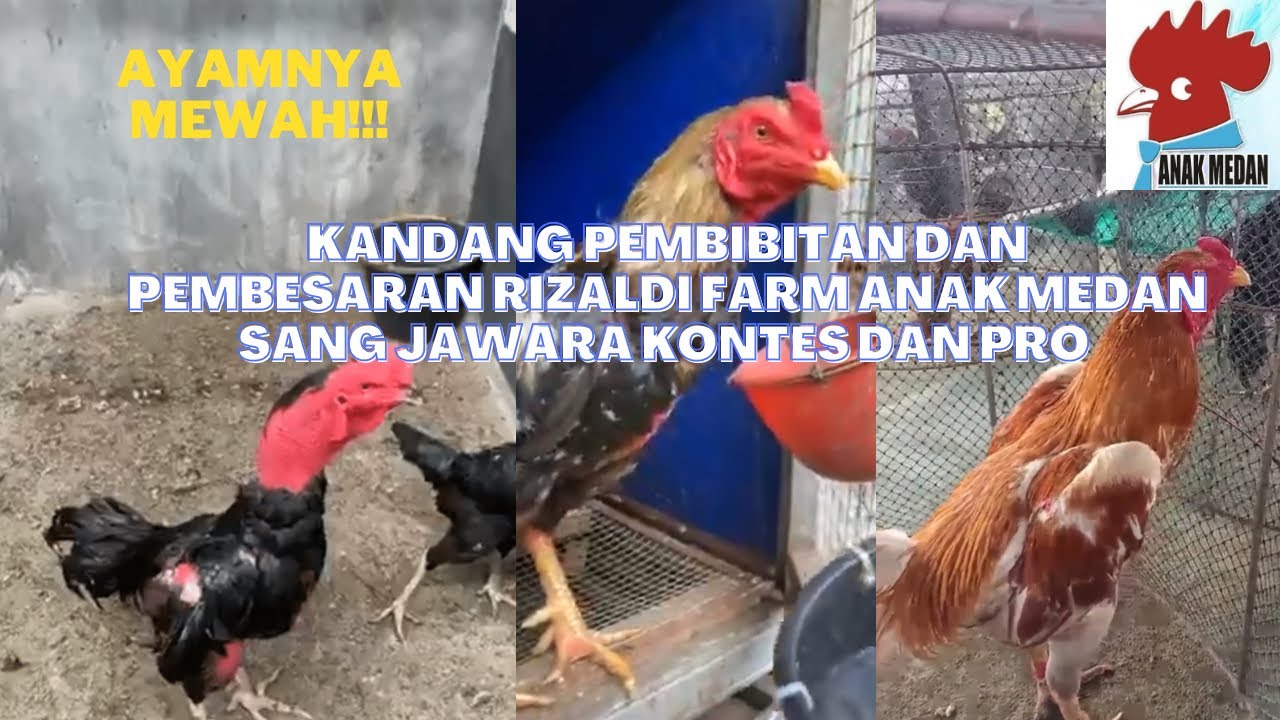 KANDANG PEMBIBITAN DAN PEMBESARAN RIZALDI FARM ANAK MEDAN SANG JAWARA ...