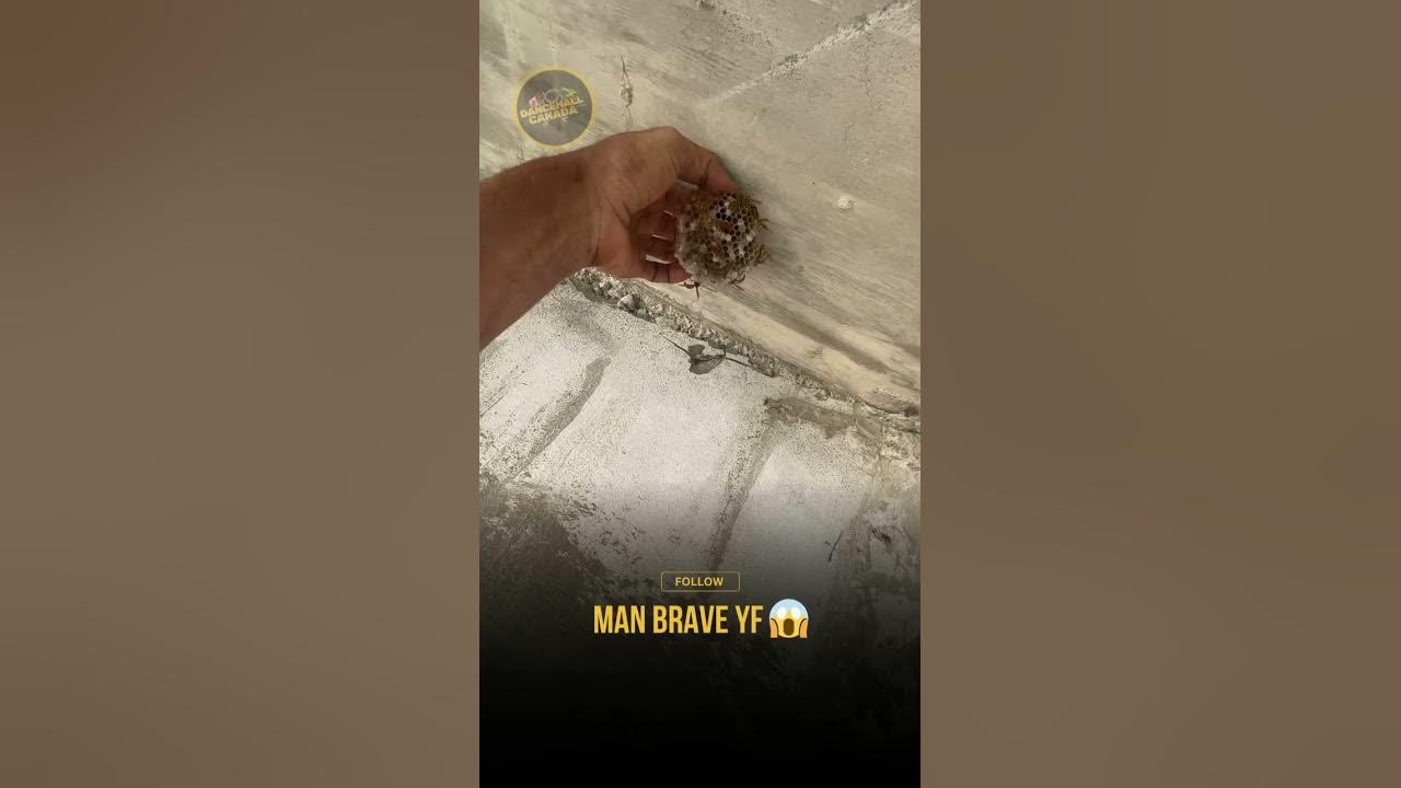 Jamaican Man Takes Down Wasp Nest Down With Bare Hands #jamaica #wasp #candyman - YouTube