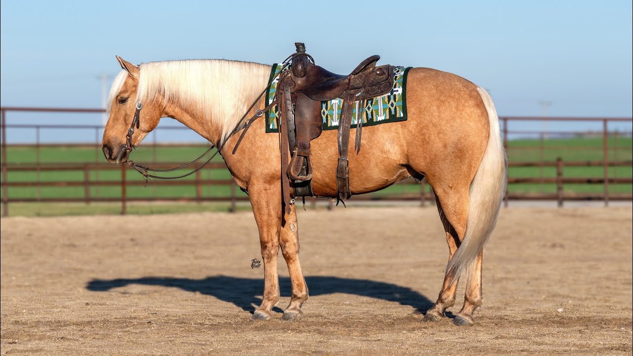 Skeeter 2020 AQHA Gelding - Offered At The Black Hills Stockshow Jan 31 ...
