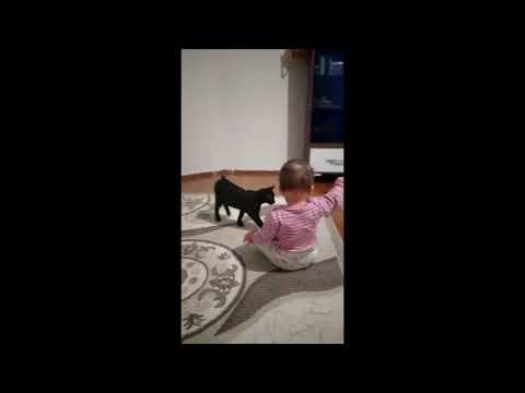 КОШКА ИГРАЕТ С РЕБЕНКОМ - CAT PLAYING WITH BABY - BEBEKLE OYNAYAN KEDİ #котёнок #ребёнок #bebek