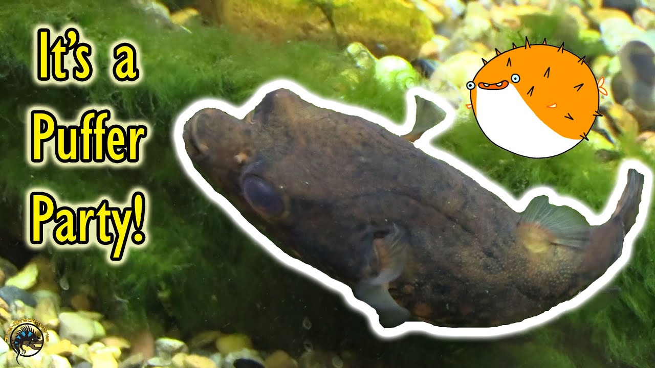 Bring on the Puffer Fish! 🐡 - Checking Out What's New in the Fish World ...