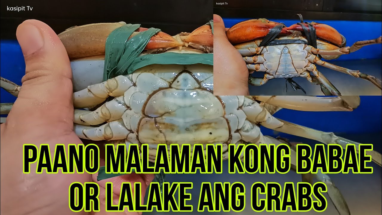 paano malalaman kong mataba ang crabs or payat.babae or lalake? - YouTube