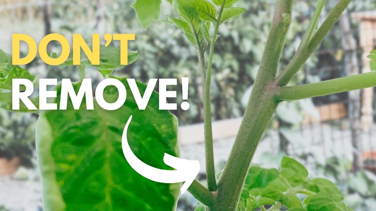 Don't Fall for These SEVEN Tomato Myths - YouTube