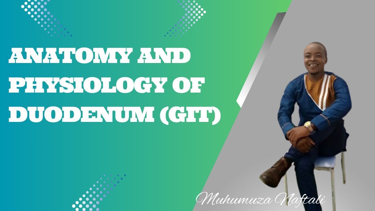 Anatomy and Physiology of Duodenum (GIT) - YouTube