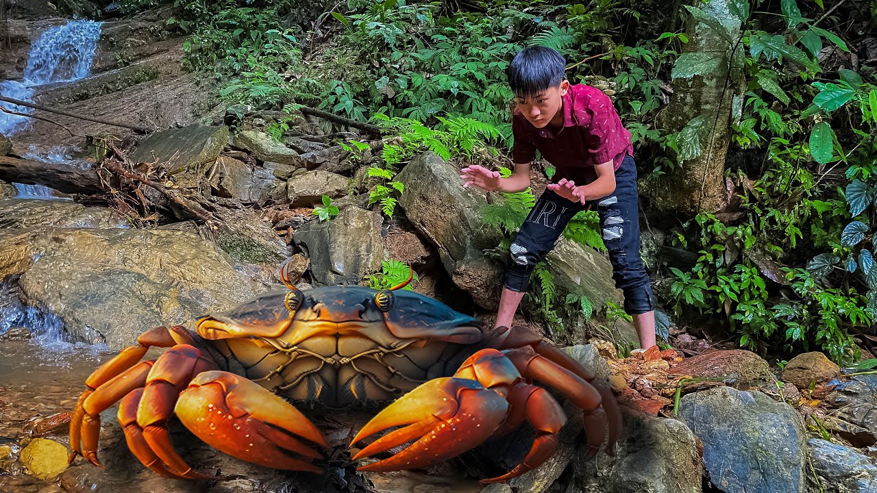 The wandering boy accidentally encountered a giant crab, a giant ...