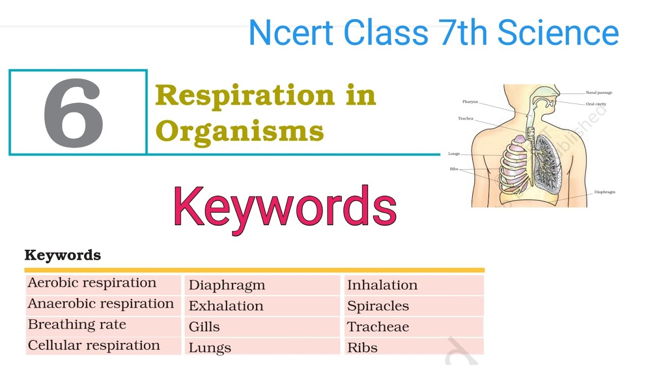 ncert class 7th science chapter 6 keywords | respiration in organisms ...
